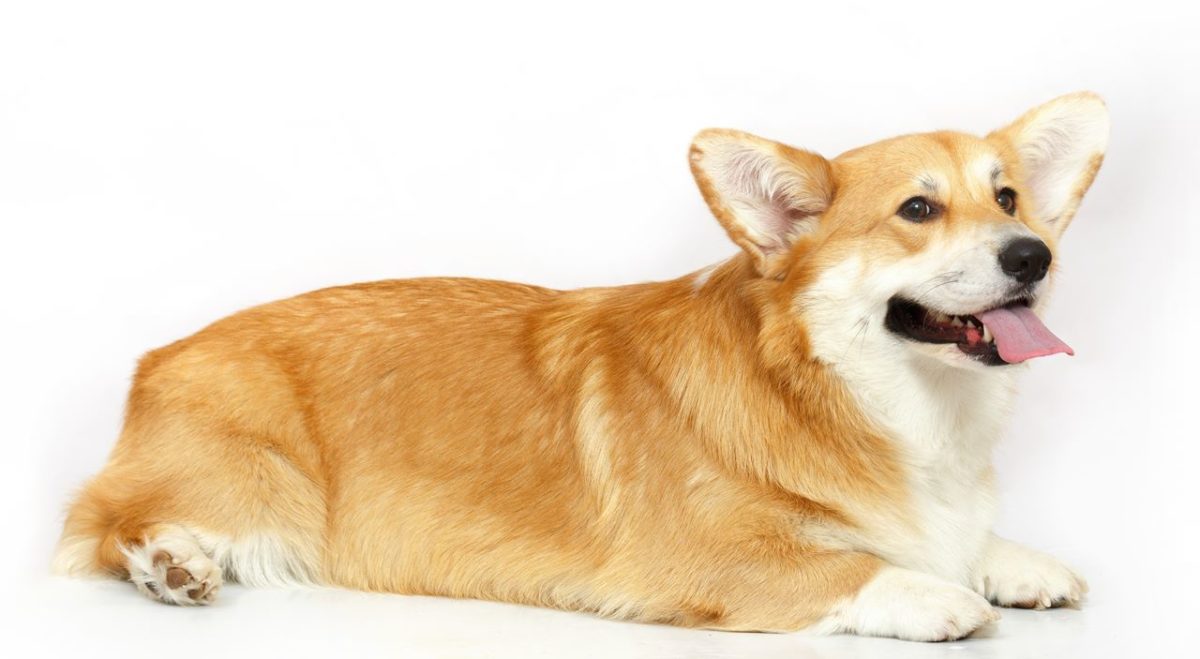 Dogs Australia