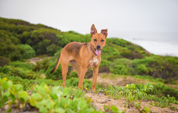 Africanis Dog Breed Information, Puppies & Breeders - Dogs Australia