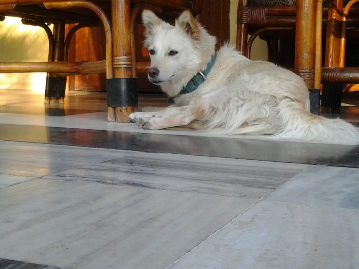 Indian Spitz Dog Breed Information, Puppies & Breeders – Dogs Australia