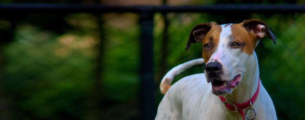 Bull Arab Dog Breed Information, Puppies & Breeders - Dogs Australia