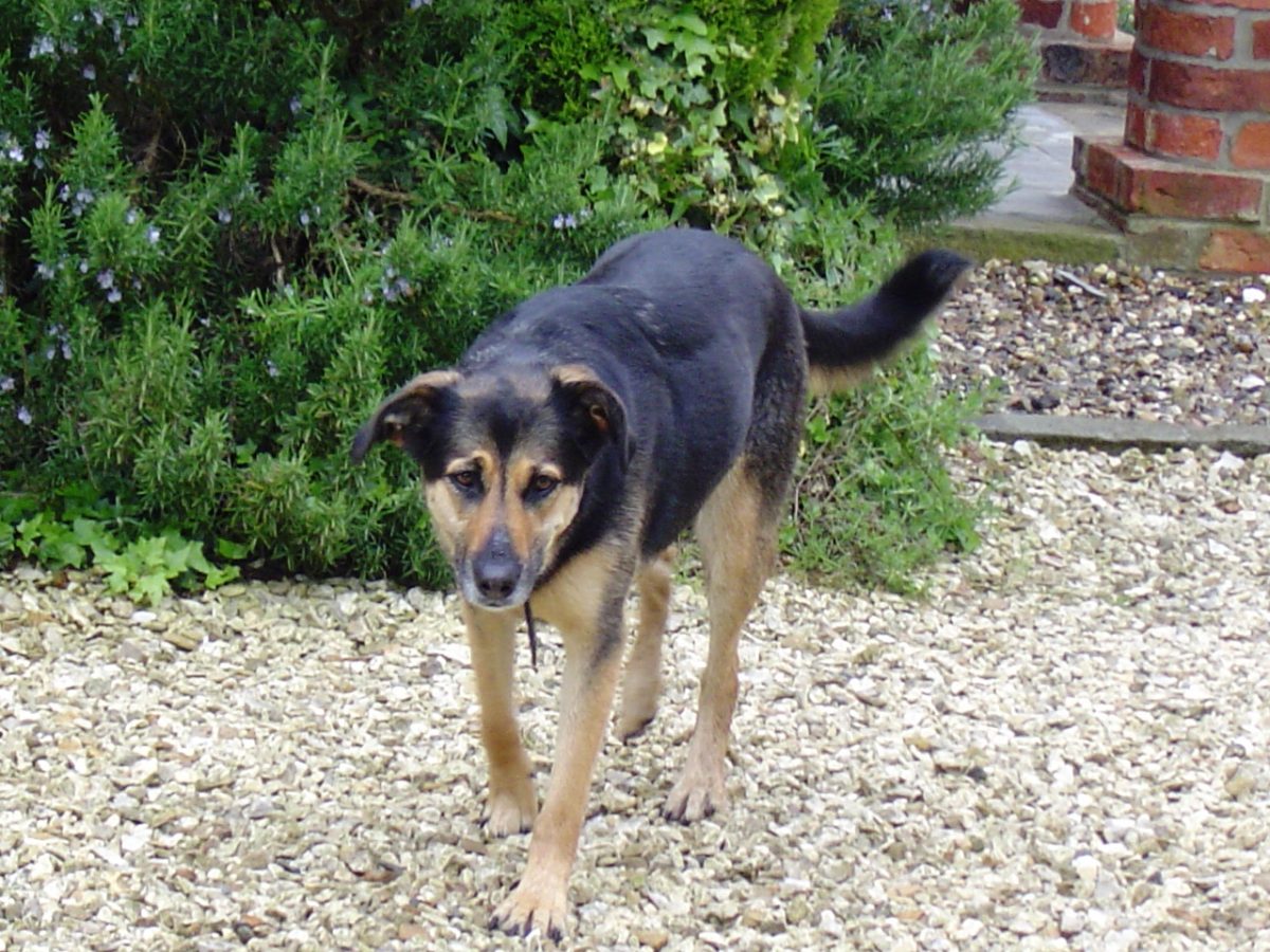 Mongrel Dog Breed Information, Puppies & Breeders - Dogs Australia