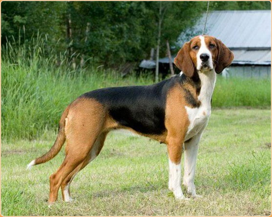 Finnish Hound Dog Breed Information, Puppies & Breeders - Dogs Australia