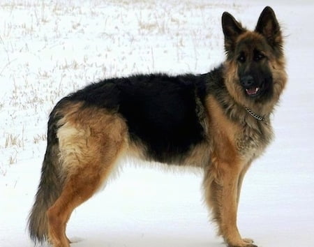 King Shepherd Dog Breed Information, Puppies & Breeders - Dogs Australia