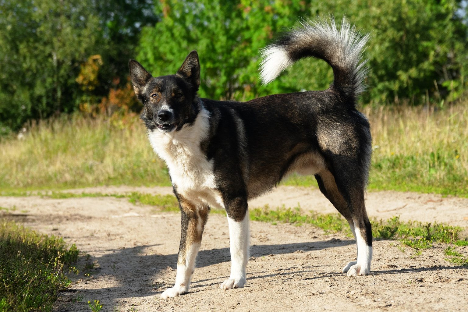 Russo-European Laika Dog Breed Information, Puppies & Breeders - Dogs ...