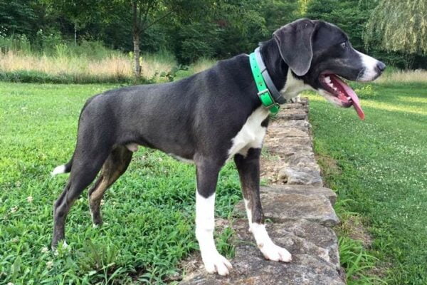 Stephens Stock Dog Breed Information, Puppies & Breeders - Dogs Australia