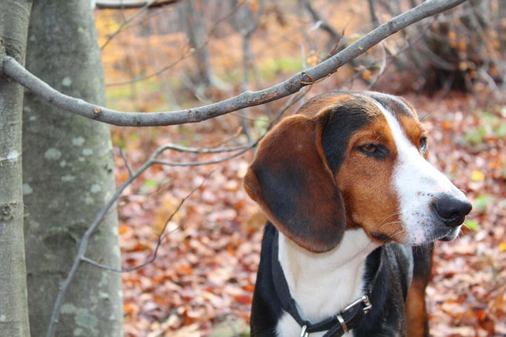 Serbian Hound Dog Breed Information, Puppies & Breeders - Dogs Australia