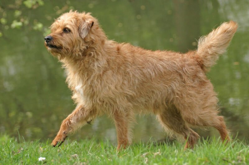 Dutch Smoushond Dog Breed Information, Puppies & Breeders - Dogs Australia