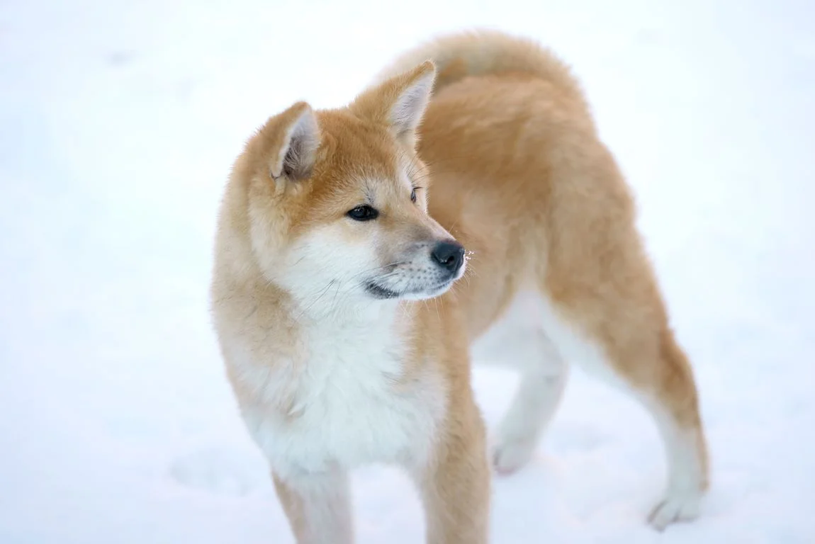 Dog Breeds - Dogs Australia