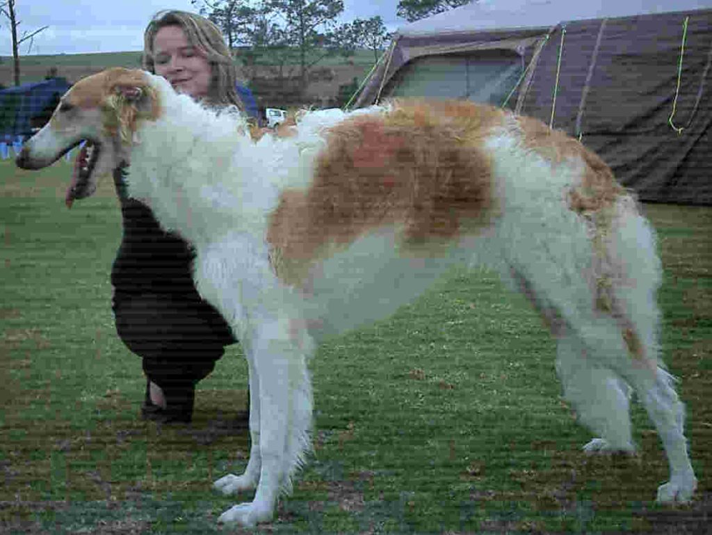Borzoi Dog Breed Information, Puppies & Breeders - Dogs Australia