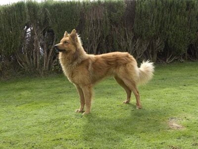Garafian Shepherd Dog Breed Information, Puppies & Breeders - Dogs ...