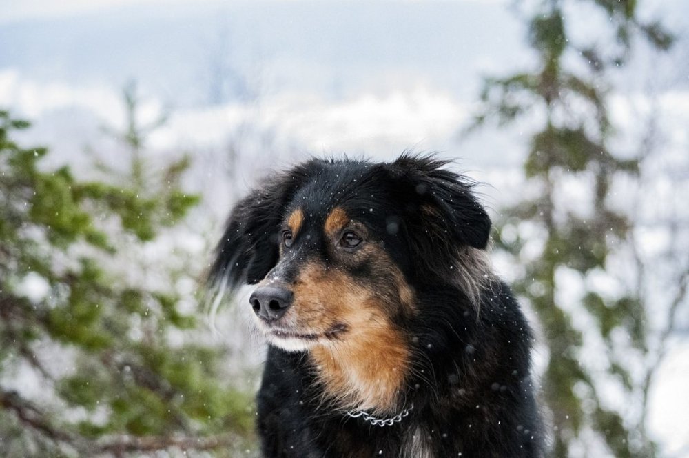 Mongrel Dog Breed Information, Puppies & Breeders - Dogs Australia