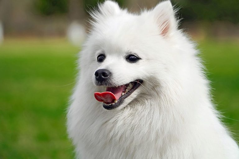Japanese Spitz Dog Breed Information, Puppies & Breeders - Dogs Australia
