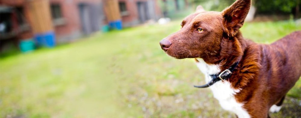 Portuguese Podengo Dog Breed Information, Puppies & Breeders - Dogs ...