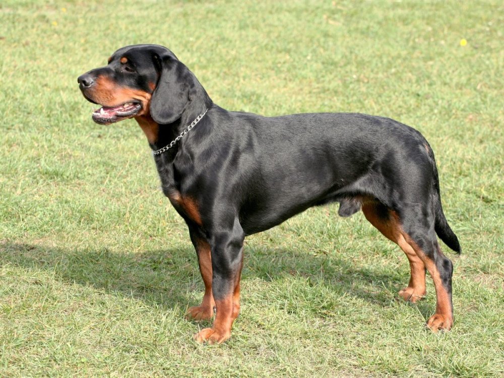Slovenský Kopov Dog Breed Information, Puppies & Breeders - Dogs Australia