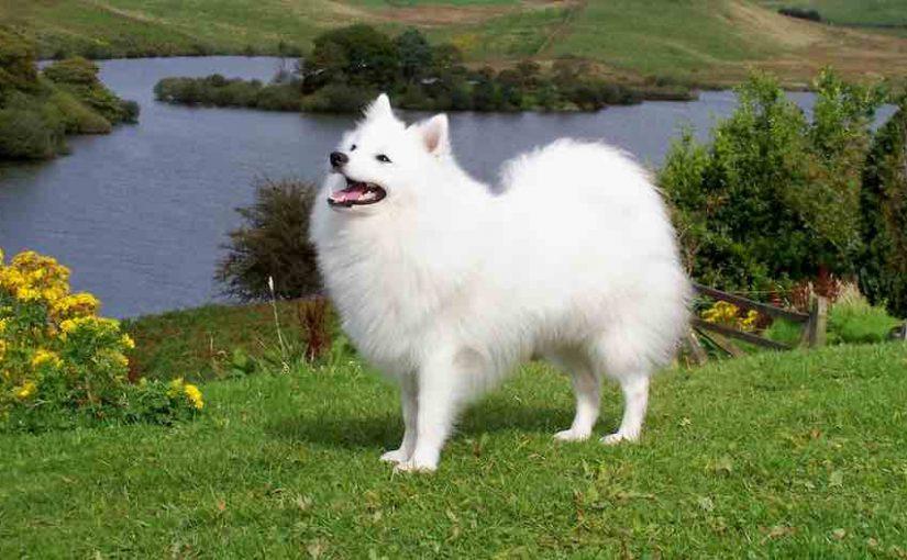 Indian Spitz Dog Breed Information, Puppies & Breeders - Dogs Australia