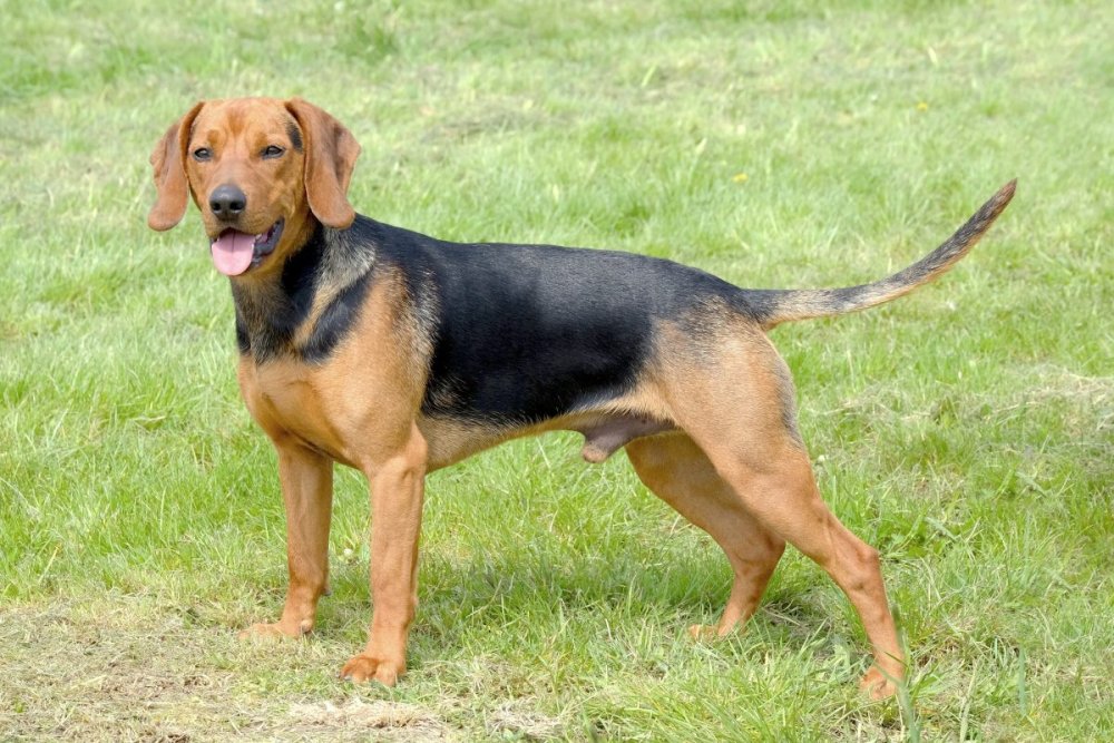 Serbian Hound Dog Breed Information, Puppies & Breeders - Dogs Australia