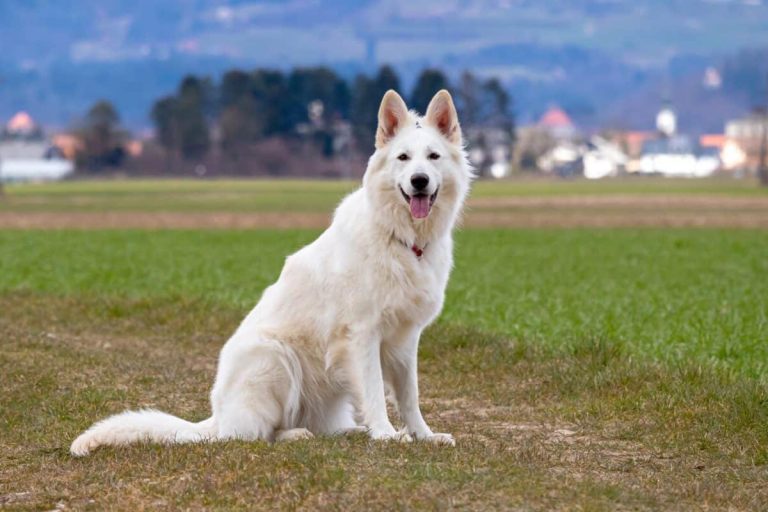 White Swiss Shepherd Dog: Breed Information, Puppies & Breeders - Just ...