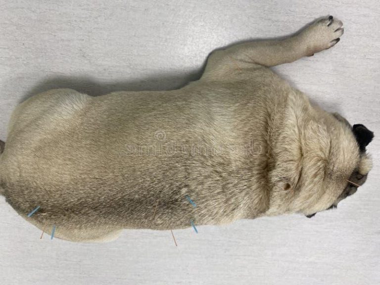 Common Issues with Dog Muscles, Bones, and Joints - Just us Dogs