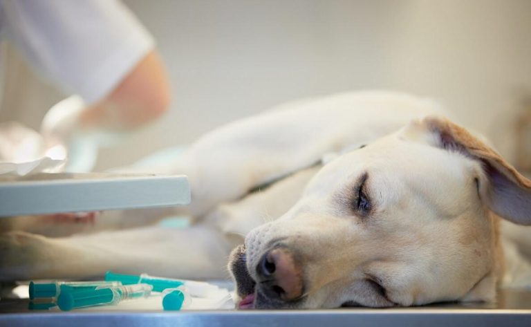 Understanding Anemia in Dogs: Causes, Symptoms, and Treatment - Just us ...