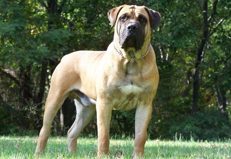 Molosser Type Dogs: Understanding Their History, Characteristics, and ...