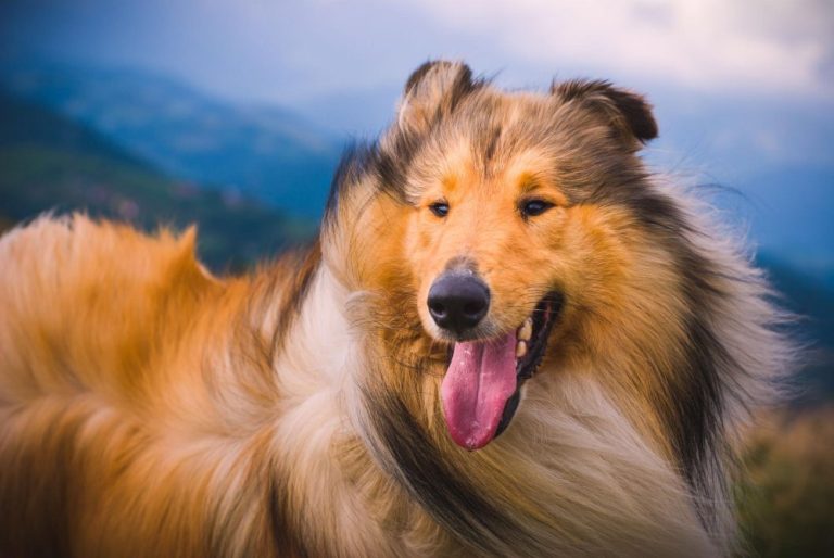 Collie Dog Breed Information: Puppies & Breeders Guide - Just us Dogs