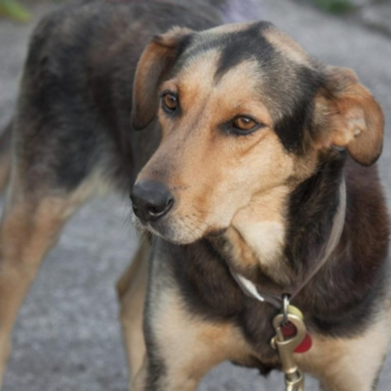 Huntaway Dog Breed Information: Puppies & Breeders Guide - Just us Dogs