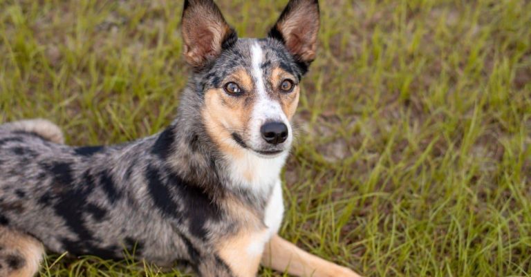 Koolie Dog Breed Information: Puppies & Breeders Guide - Just us Dogs