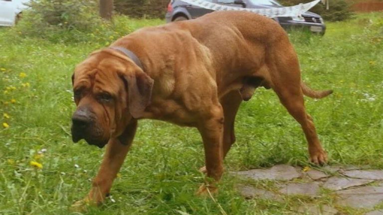 Tosa Inu Dog Breed Information: Puppies & Breeders Guide - Just us Dogs