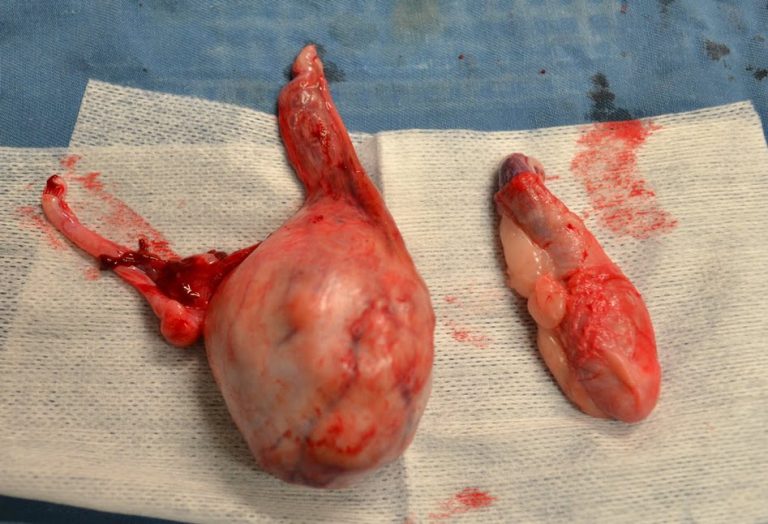 Understanding Testicular Cancer in Dogs: Symptoms, Diagnosis, and ...